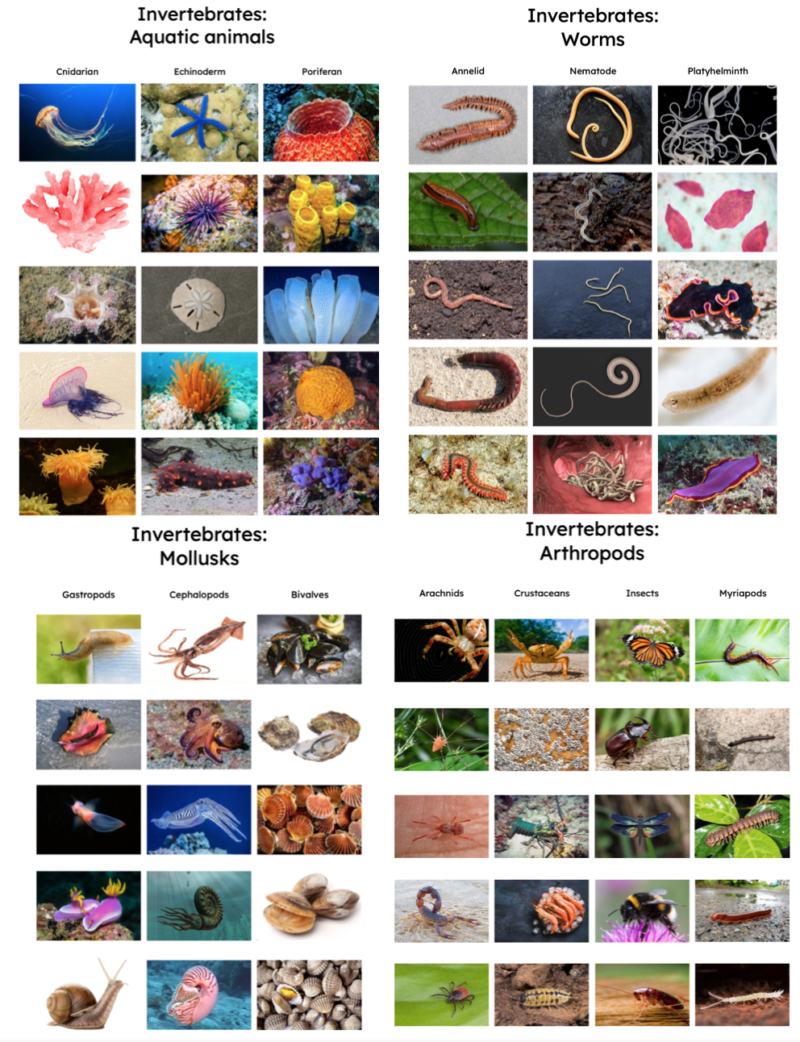 Complete Invertebrate Sorting Collection - Printable Montessori ...