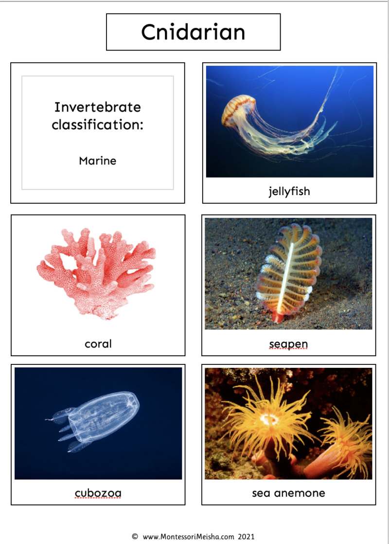 Marine Invertebrate Sorting - Printable Montessori Teaching Resources