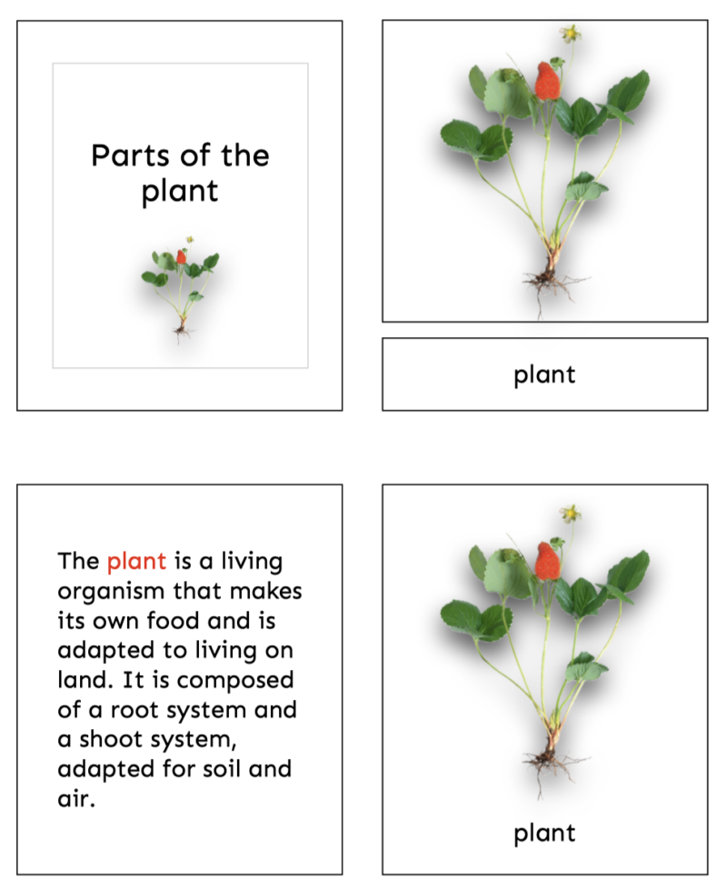 Parts of the Plant - Printable Montessori Teaching Resources