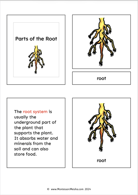 Parts of the Root System - Printable Montessori Teaching Resources